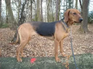 Hound ea Serbia (Balkan Hound, Yugoslavia Hound)