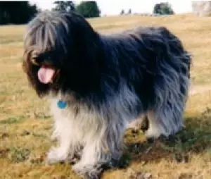Schapendus (chapendua, Dutch dog dog)