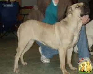 Cimarron Uruguay (Anjing Liar Uruguay, Cimarron)