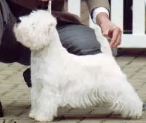 West Highland White Terrier (Okcidenta Altebenaĵo Blanka Terhundo)