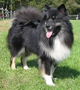 Lapphund ya ku Finland (Suomenlapinkoir, lapinkoir)