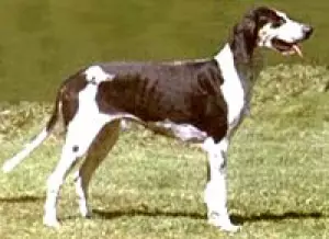 Franse blan ak nwa hound