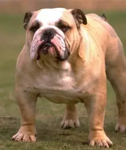 Turanci Bulldog: gyaran gida, hoto, siye, bidiyo, farashi