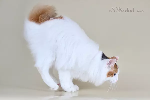 Bobtail Kurilian