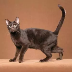 Kucing Havana Brown maintenance: pangopènan omah, foto, tuku, video, rega