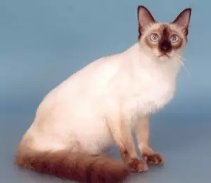 Balinesische Katze