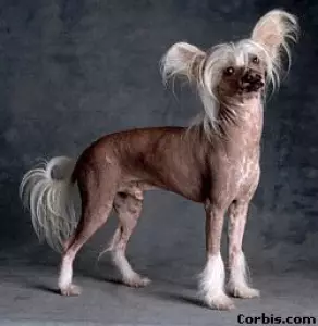 Африканська голий собака: утримання будинку, фото, купити, відео, ціна