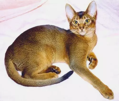 Абесинска мачка