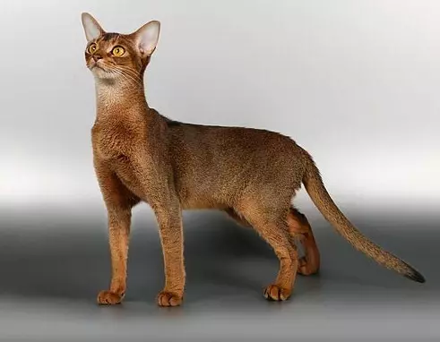 Abessinsk kat