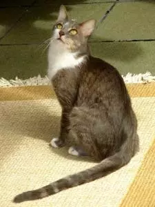 Brazilian Shorthair -