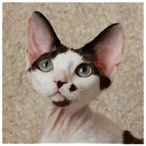 Devon Rex -