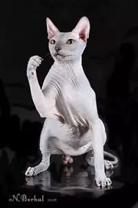 Kočka Don Sphynx ?: údržba domu, fotografie, nákup, video, cena
