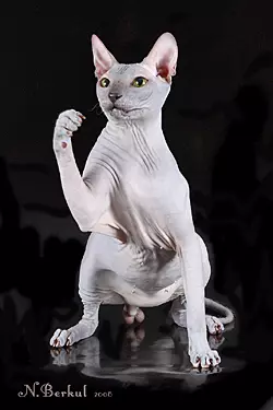 Don Sphynx