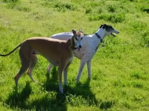 Banjar greyhound: ûnderhâld fan hûs, foto, keapje, fideo, priis