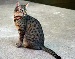 Egyptian Mau -