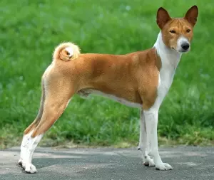 Bassendzhi (Nyam-nyam terrier)