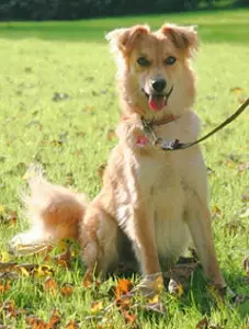 Basque Shepherd Dog: vedlikehold av hjemmet, foto, kjøp, video, pris