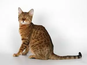 Bengal cat (na gida) -