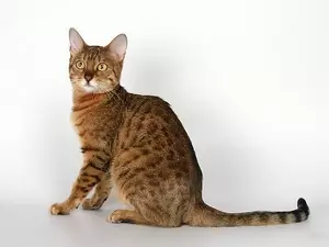 Bengalensis na Bengal cat)