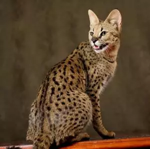 Savannah cat ?: gyaran gida, hoto, siye, bidiyo, farashi