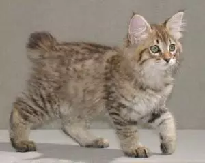 Ամերիկյան bobtail cat ? ՝ տան սպասարկում, լուսանկար, գնում, տեսանյութ, գին