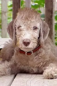 Bedlington Terrier: Ënnerhalt Doheem, Foto, Kafen, Video, Präis