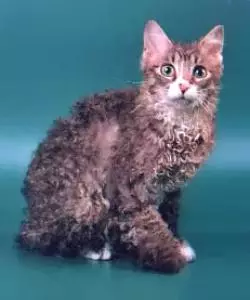 La-Perm katė: namų priežiūra, nuotrauka, pirkti, vaizdo įrašas, kaina