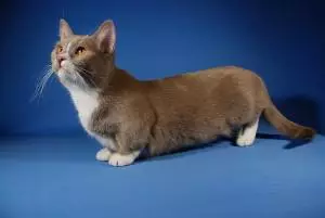 मुंचकिन (डछशुंड बिल्ली) -