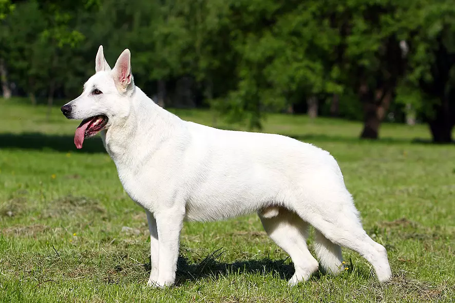 White Swiss Shepherd Dog: antretyen kay, foto, achte, videyo, pri