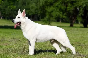 White swiss shepherd