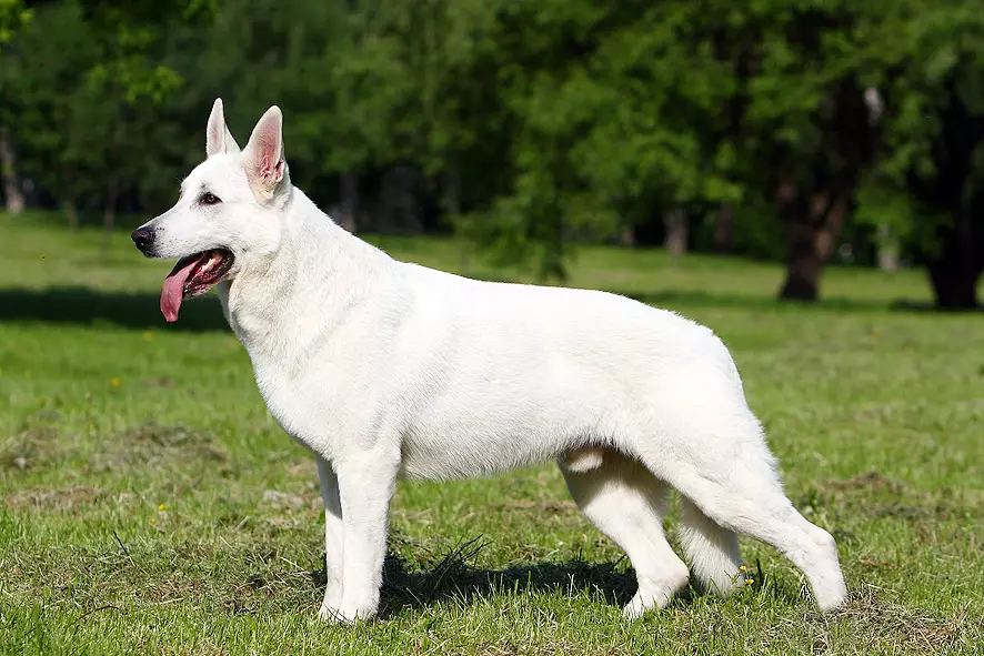 Berger blanc suisse