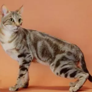 Soukok cat maintenance: نگهداری از خانه ، عکس ، خرید ، فیلم ، قیمت