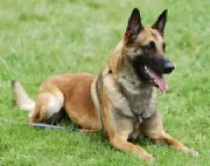 Belgian Shepherd Dog: home maintenance, photo, buy, video, price