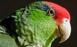 Žalio skruosto Amazonė (Amazona viridigenalis)