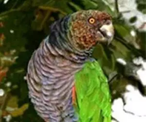 Imperatoriškoji Amazonė (Amazona imperialis)