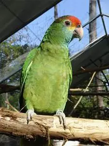 Raudonplaukė Amazonė (Amazona rhodocorytha)