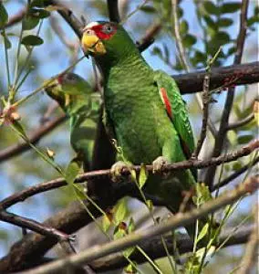 Valkoinen rintama Amazon (Amazona albifrons)