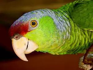 Sinikorkinen Amazon (Amazona finschi)