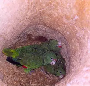 Tukumano Amazonė (Amazona tucumana)