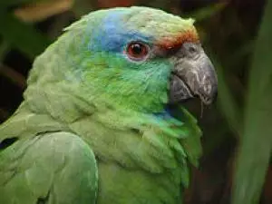 Juhla Amazon (Amazona festiva)