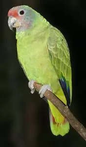 Raudonauodegė Amazonė (Amazona brasiliensis)