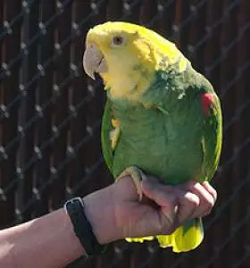 Keltapäinen Amazon (Amazona oratrix)