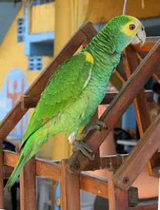 Geltonpečiai Amazonės (Amazona barbadensis)