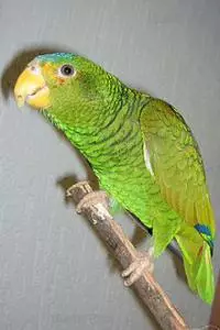 Keltasilmäinen Amazon (Amazona xantholora)