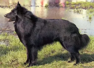 Belgian groenendael