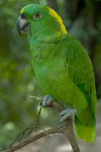 Amazon ti ọrun-ofeefee (Amazona auropalliata)