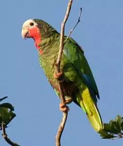 Cubansk Amazonas (Amazona leucocephala)