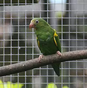 Ọmọ ogun Amazon (Amazona mercenaria)