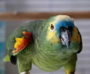 Blue-fronted Amazon (Amazona estiva)