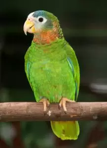 Ilu Jamaica ti Amazon ti o ni awọ ofeefee (Amazona collaria)